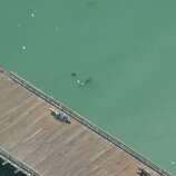 Great white sharks back in Red Triangle - SFGate