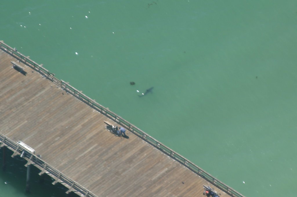 Great white sharks back in Red Triangle