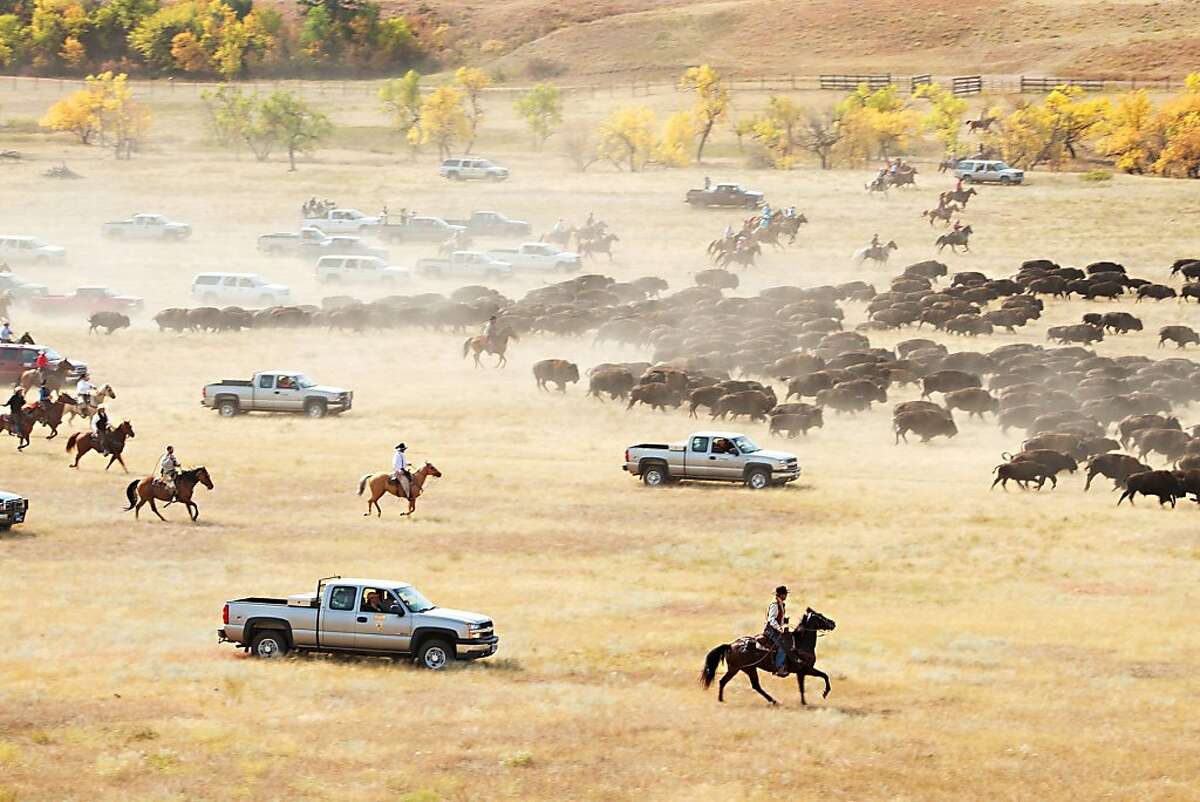 Buffalo Roundup