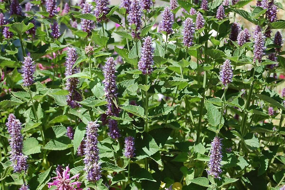 Hardy agastache stars in summer, fall