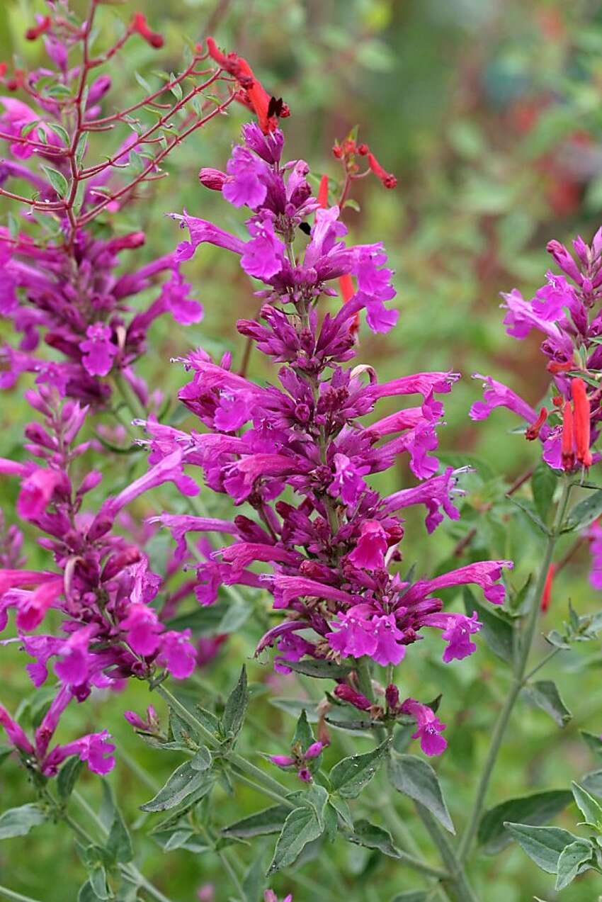 Hardy agastache stars in summer, fall