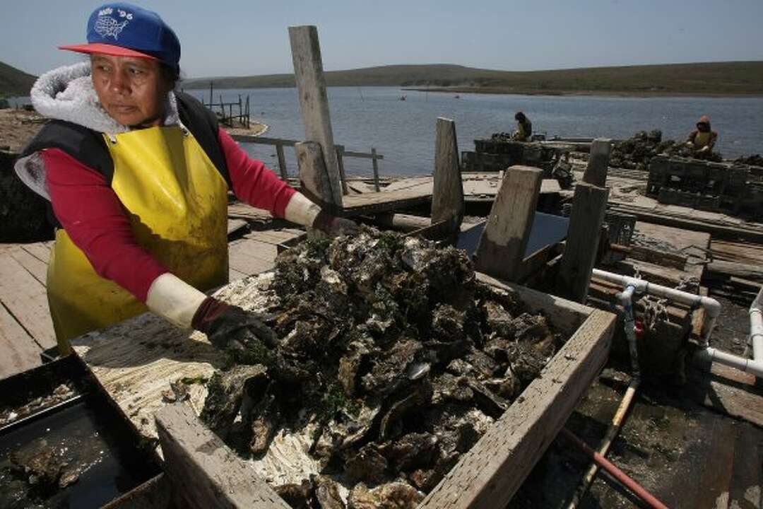 U.S. evicting Point Reyes oyster farmer