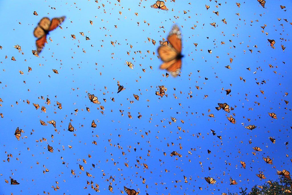 'Flight of the Butterflies': Monarchs journey to Mexico