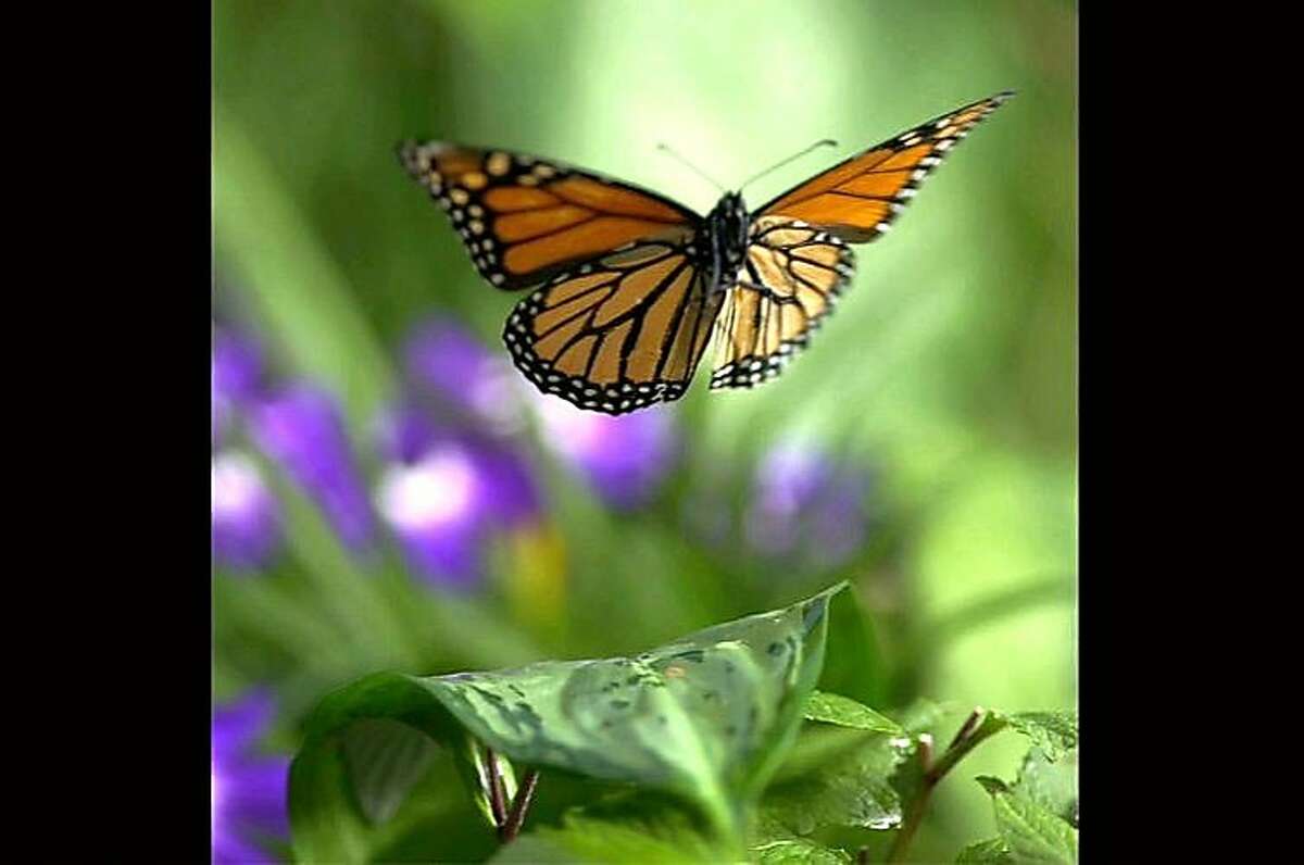 'Flight of the Butterflies': Monarchs journey to Mexico