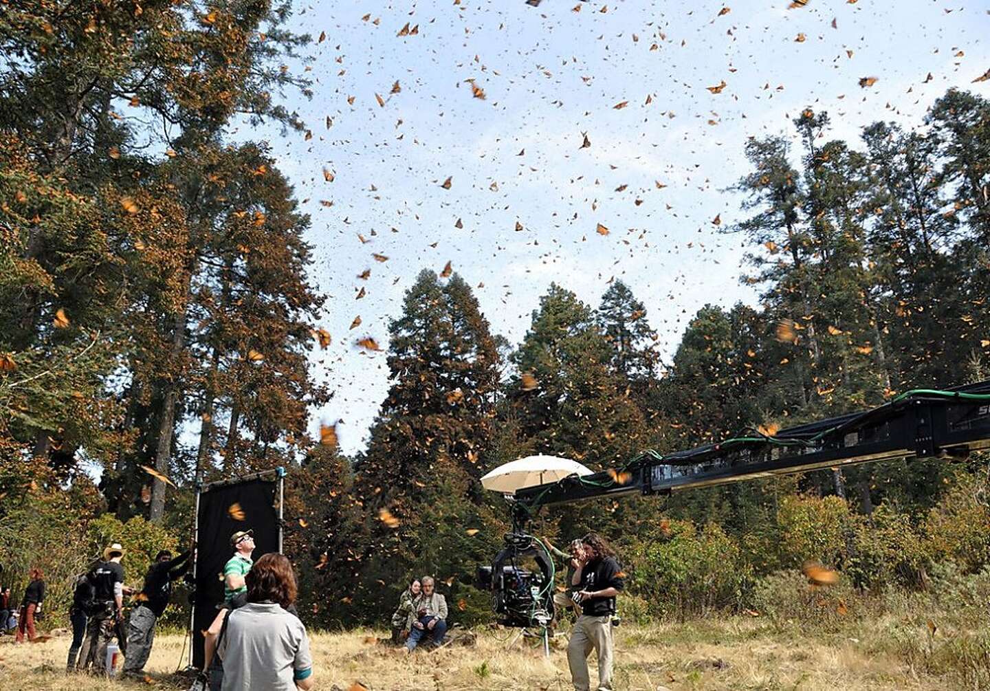 'Flight of the Butterflies': Monarchs journey to Mexico