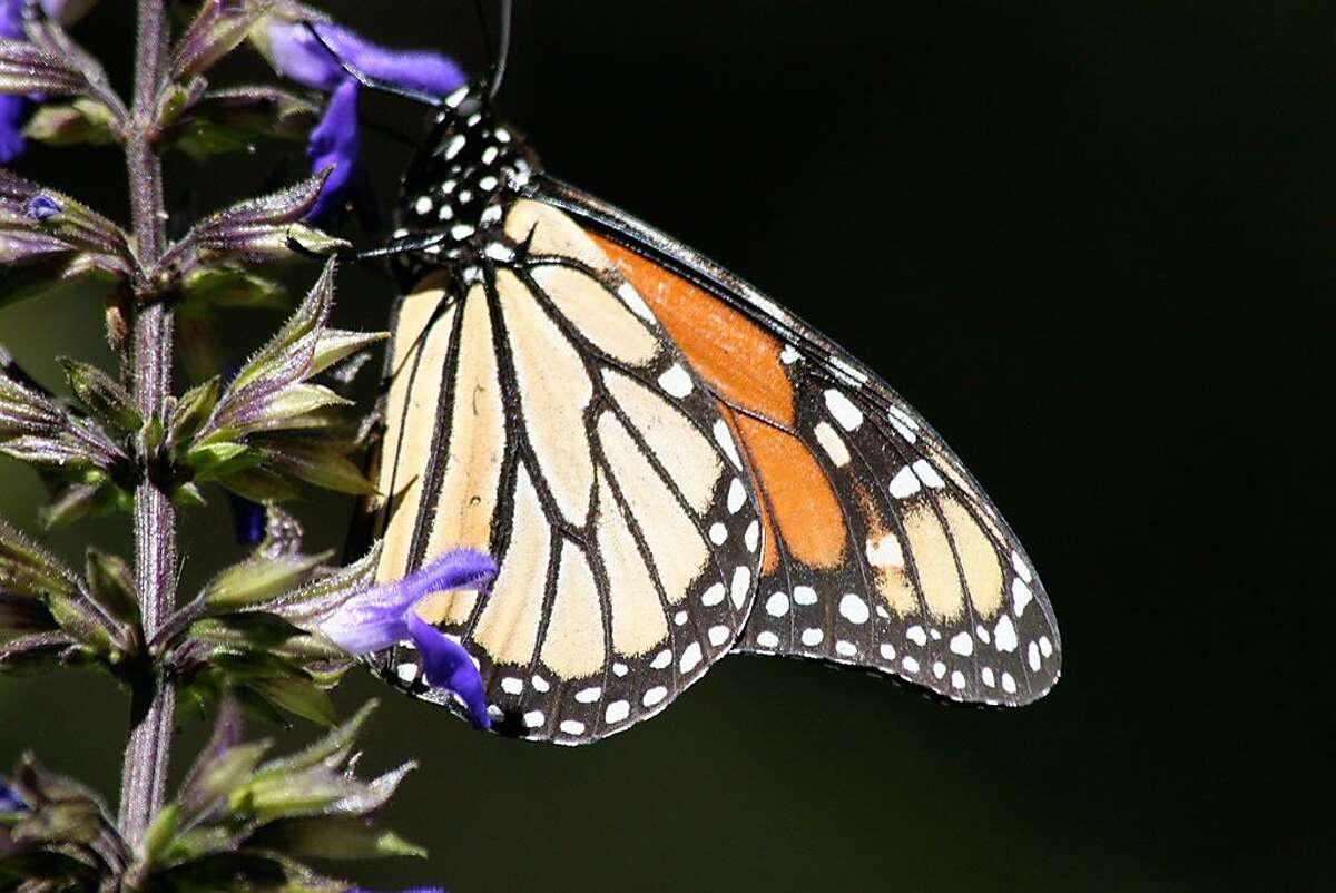 'Flight of the Butterflies': Monarchs journey to Mexico