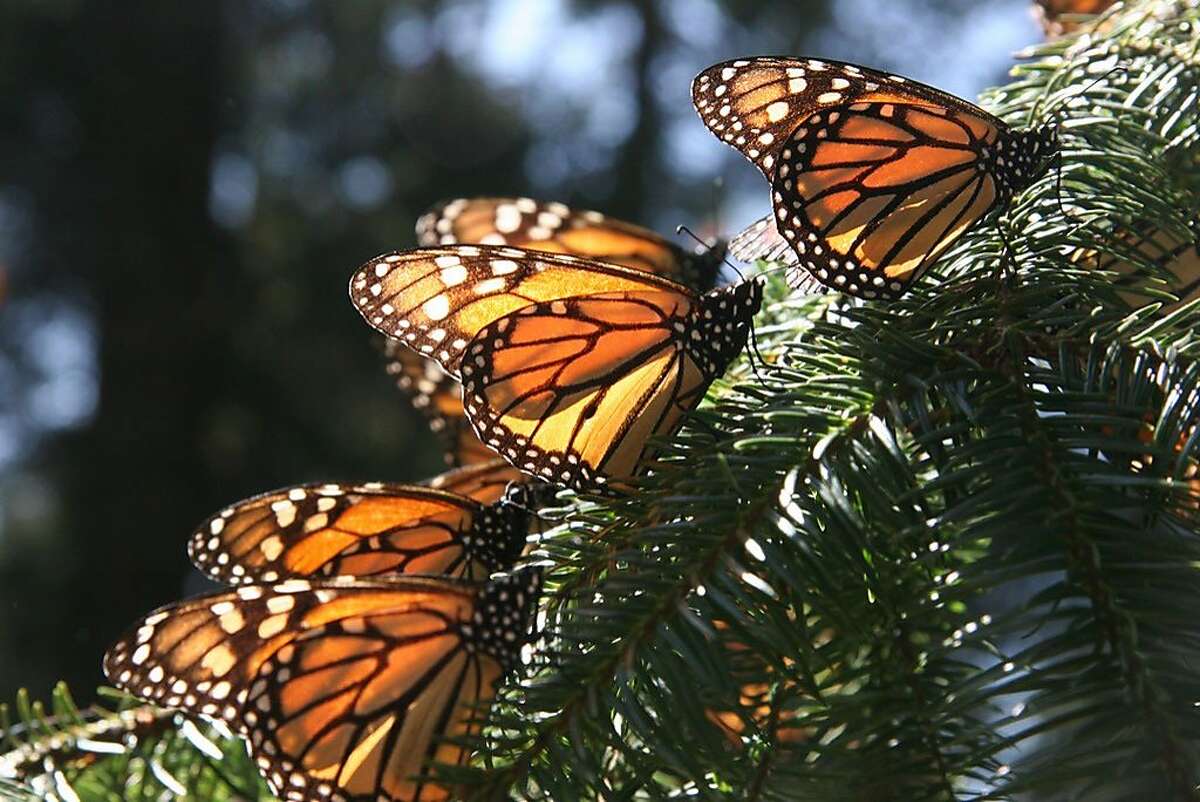'Flight of the Butterflies': Monarchs journey to Mexico