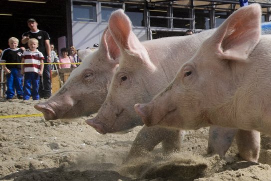 Farms fight to contain virus that has killed thousands of piglets