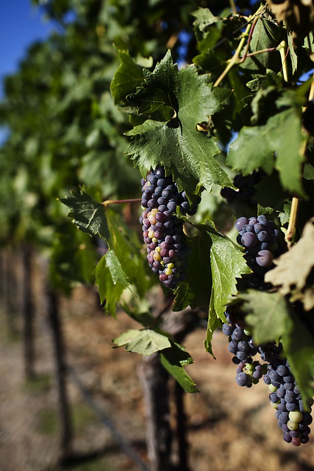 Ruby Hill Winery boasts bustling vibe