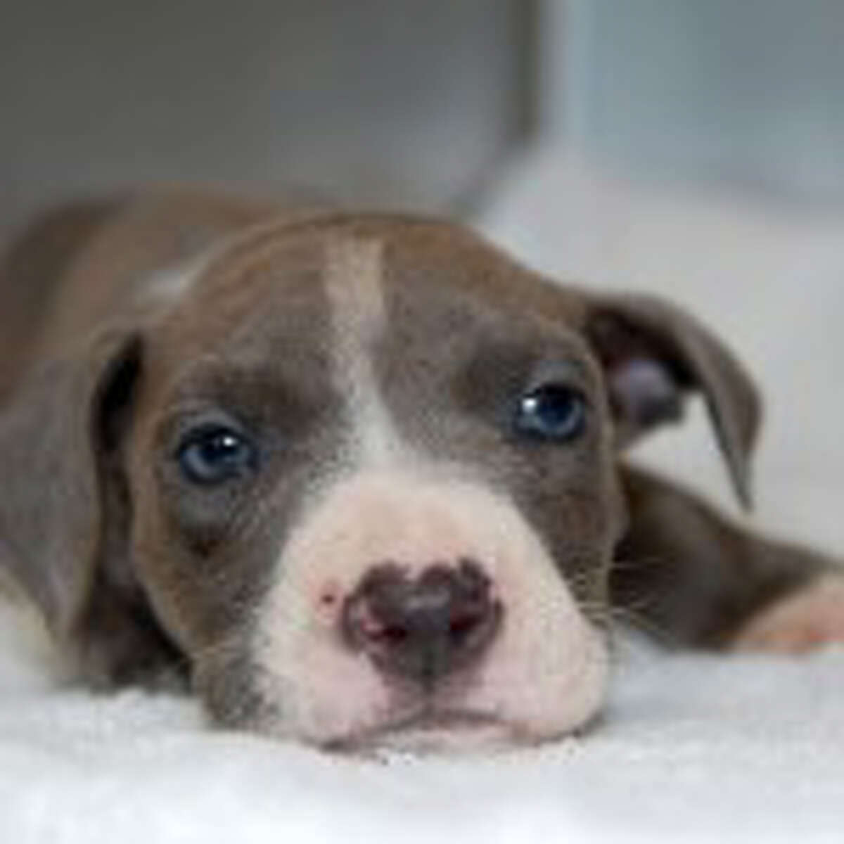 Step one for pup's prosthetic paw