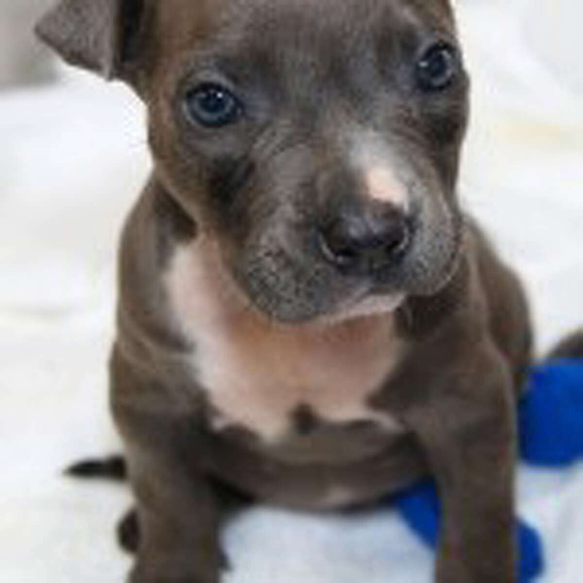 Step one for pup's prosthetic paw