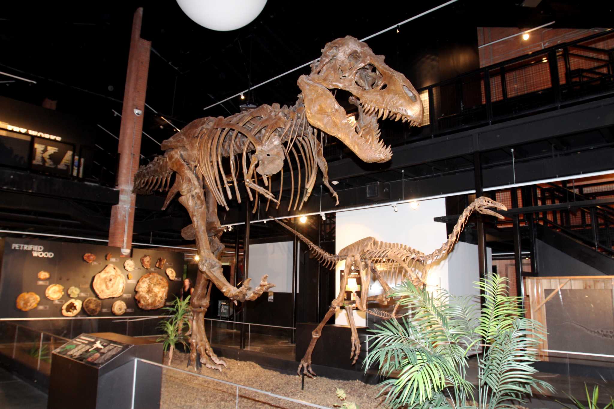 Houston Museum of Natural Science sets reopening date, implements ...