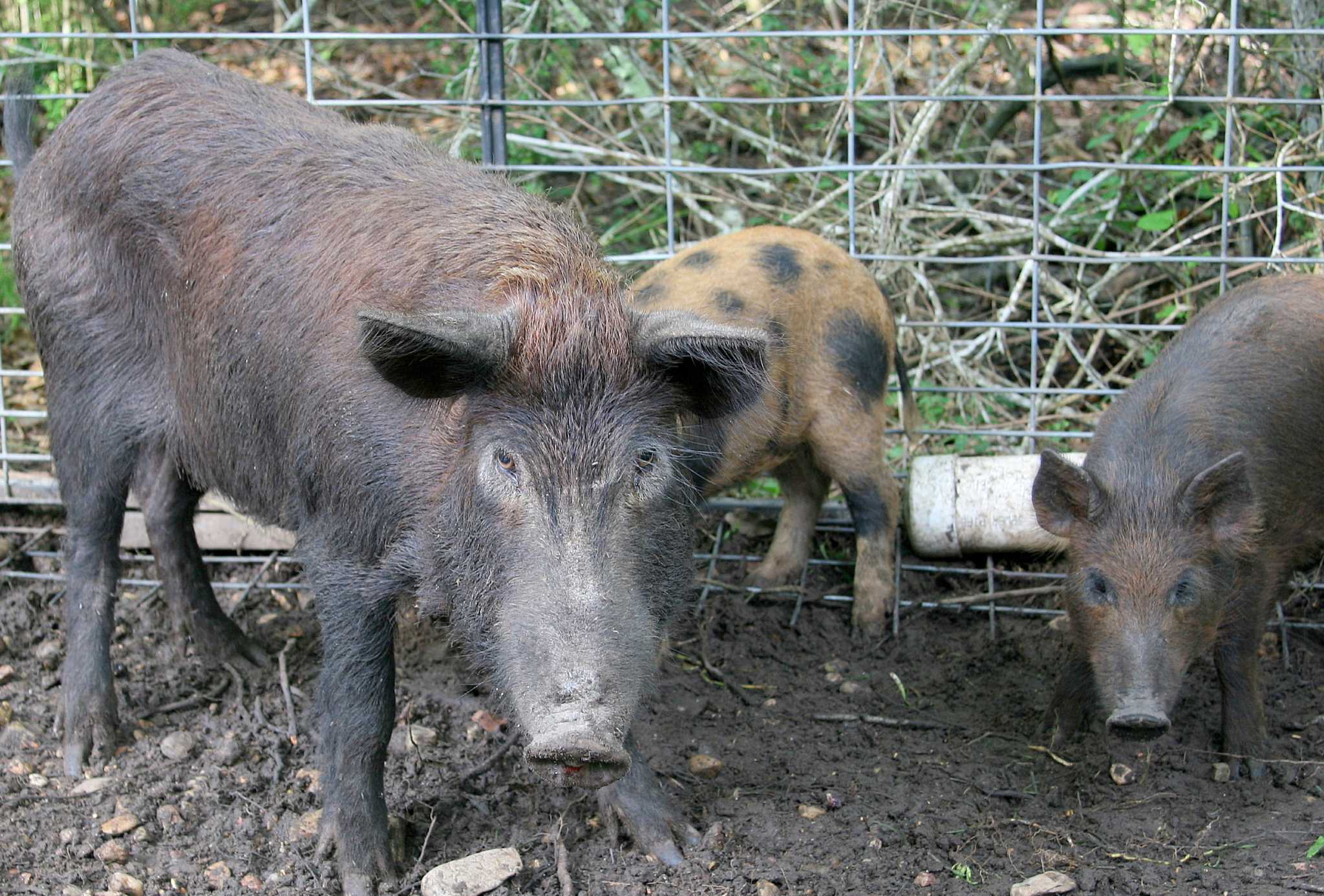 Texans take aim at costly feral hog problem