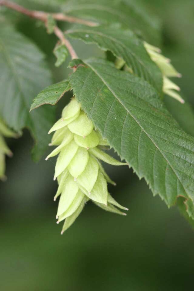 Plant small native trees for beauty and the birds