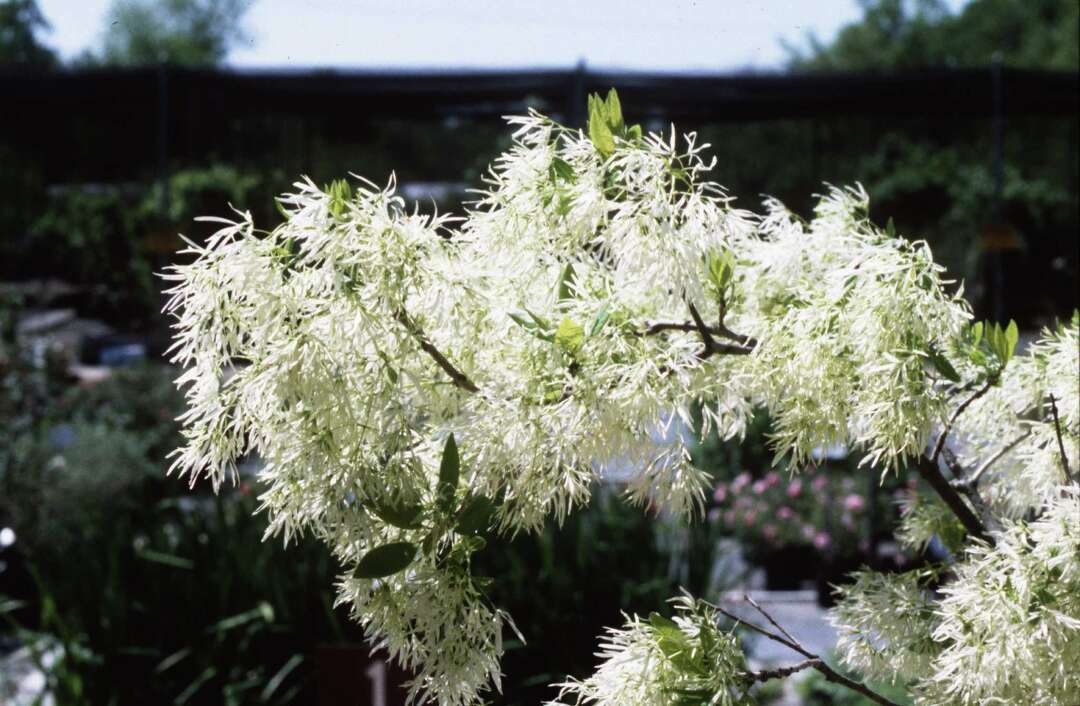 Plant small native trees for beauty and the birds