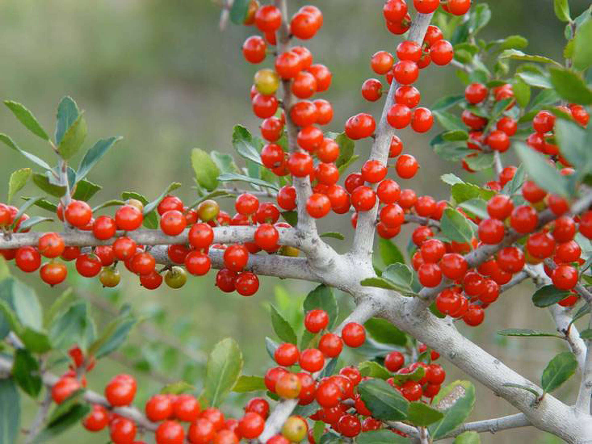 small native trees houston