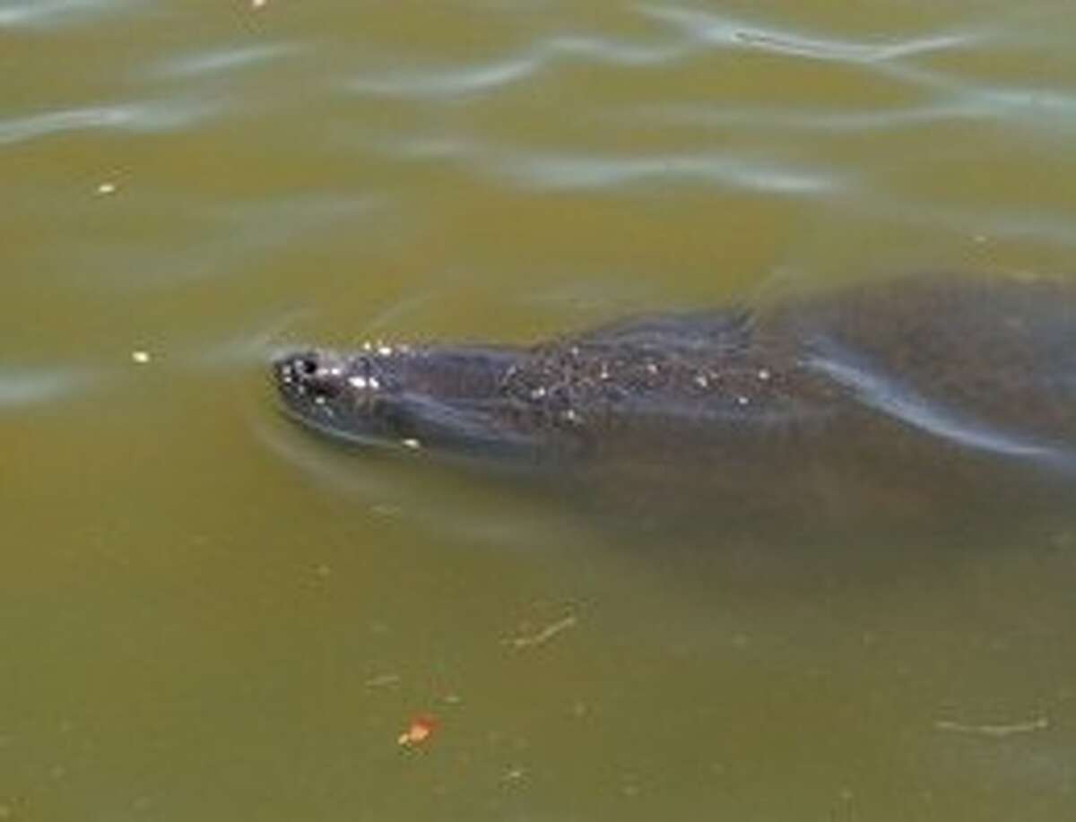Rare manatee sighting in Galveston