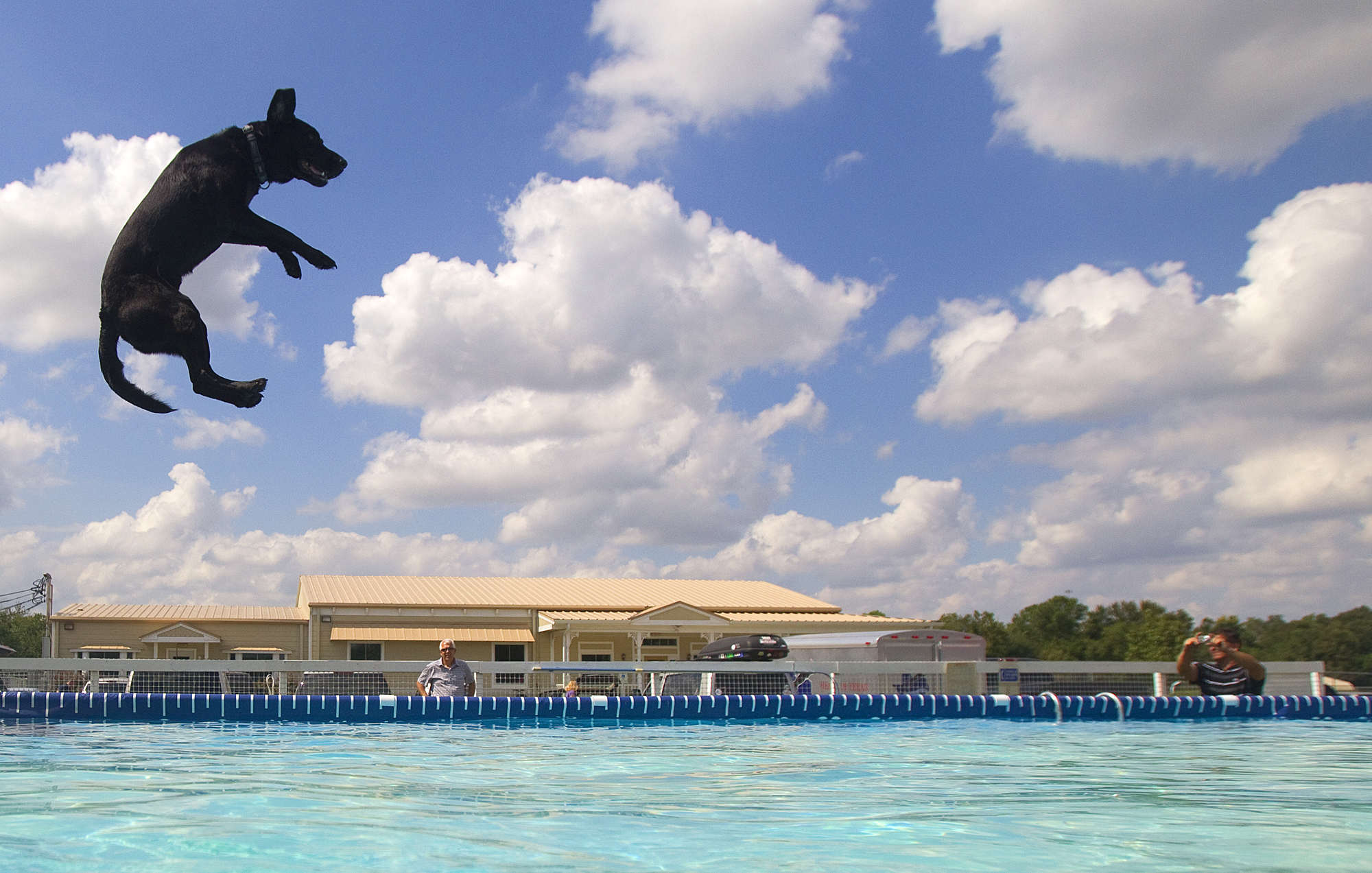 High flying dogs