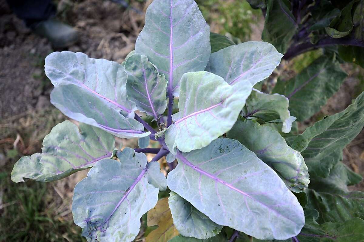 Ethiopian crops satisfy hunger for home