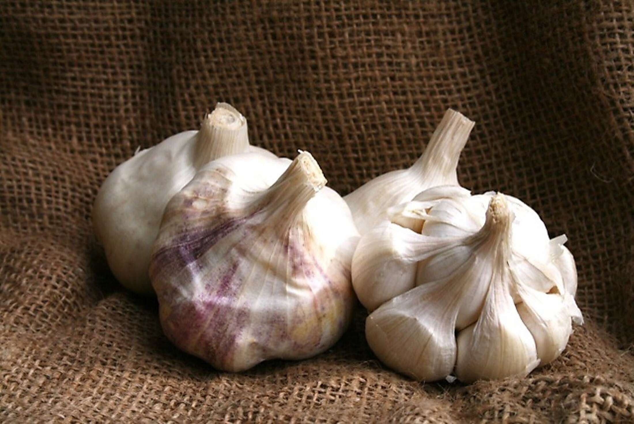 Autumn is the best time to plant garlic