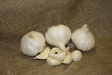 Autumn is the best time to plant garlic