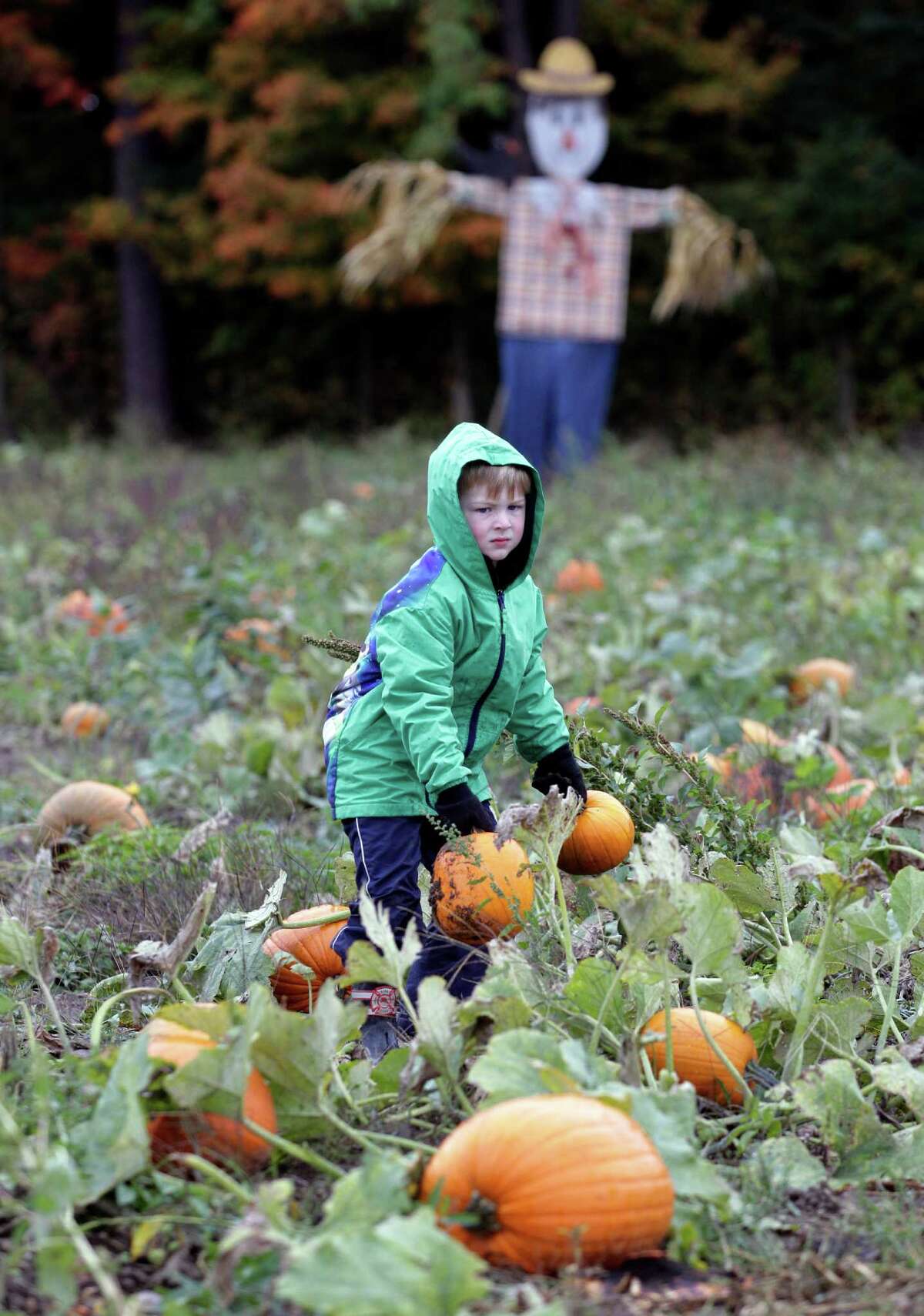 Pumpkin crop