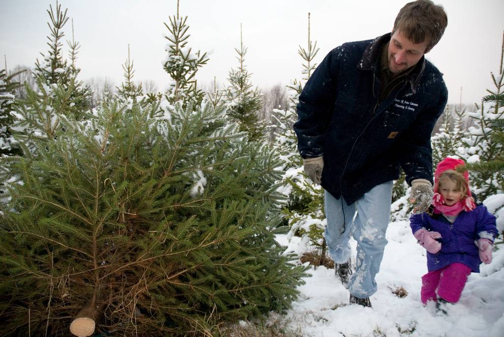 Cut your own tree at Windswept farm