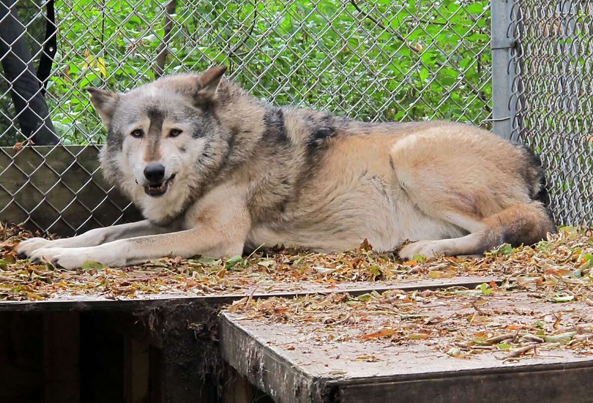 Great Lakes wolves up for hunting season