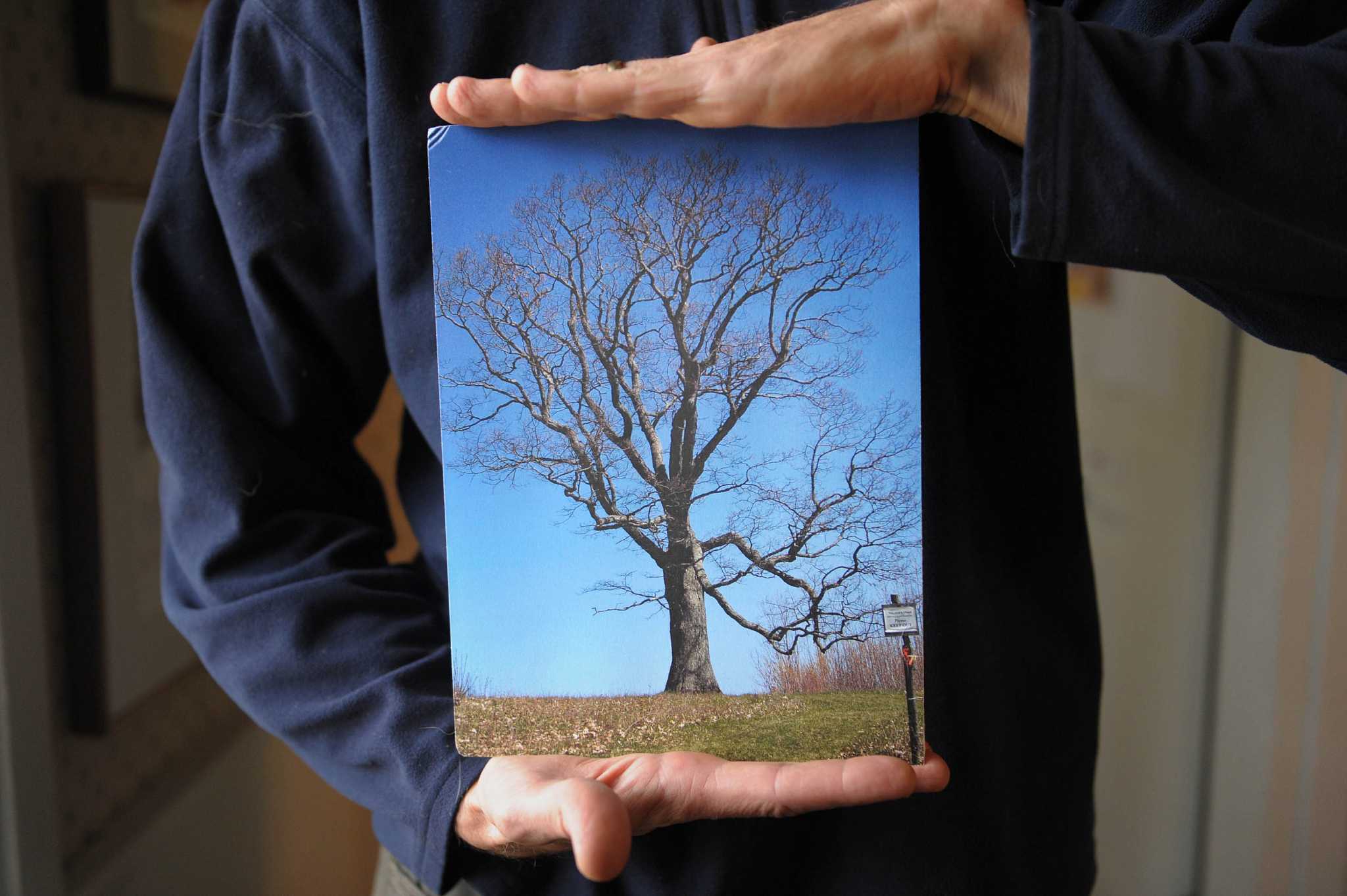 Tell us about your favorite tree