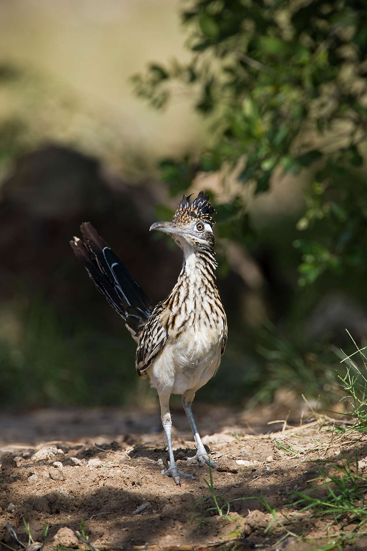 Nature: The greater roadrunner lives up to its name