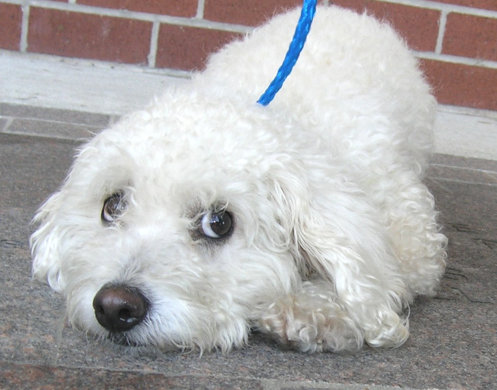 Pethouse Pet of the Week: Quigley