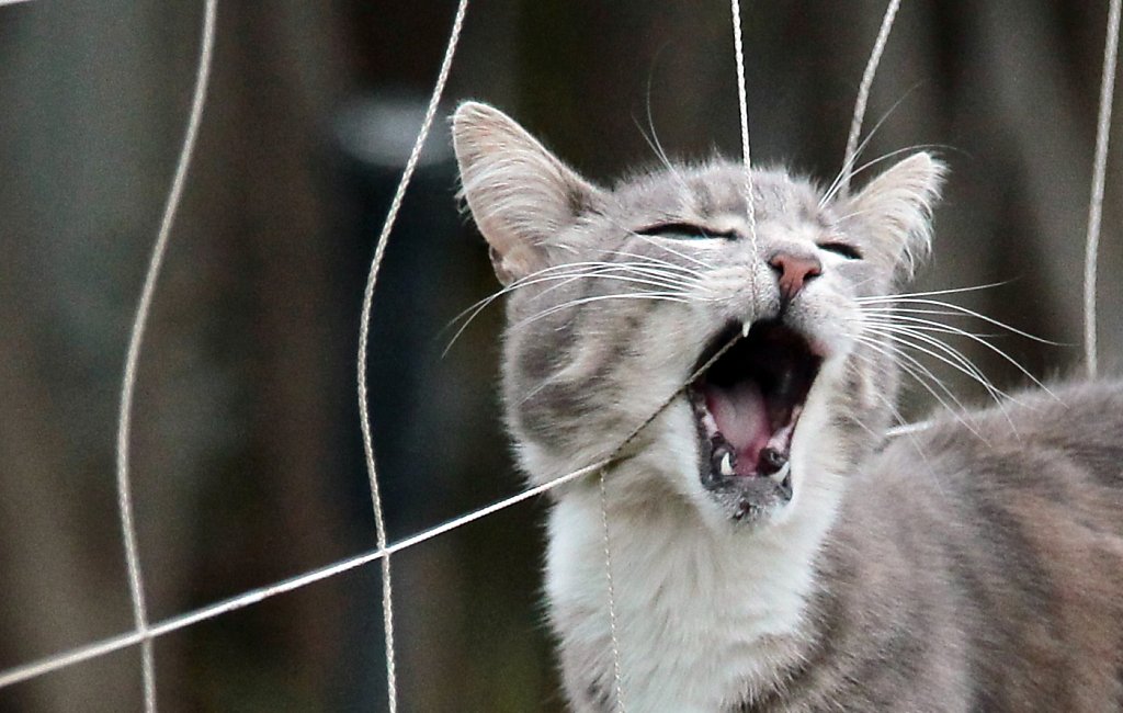 Day in Pictures, Oct. 15, 2012