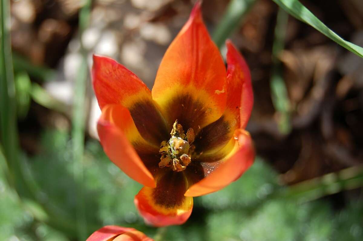 Tulipa clusiana reblooms in mild climate