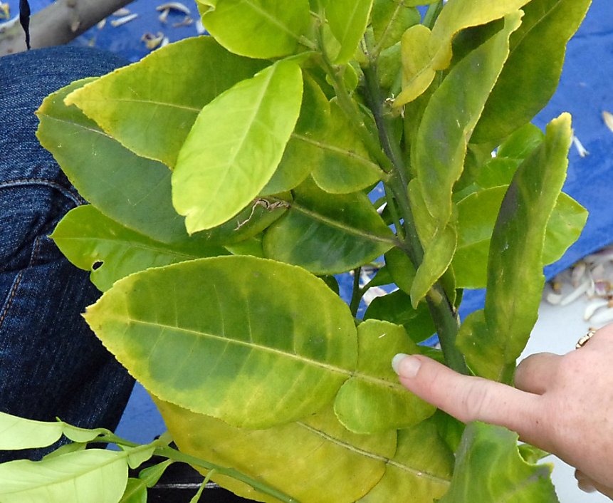 New bug, disease threaten citrus trees