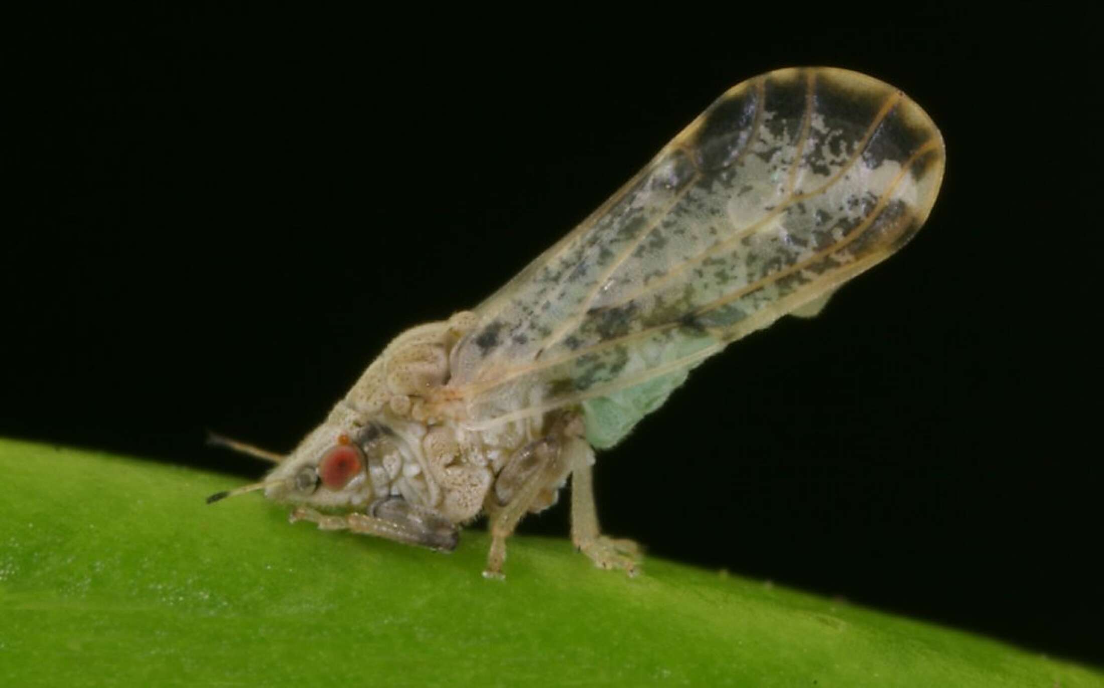 Asian Lady Beetles disguised as lady bugs will burrow in your dogs mouth