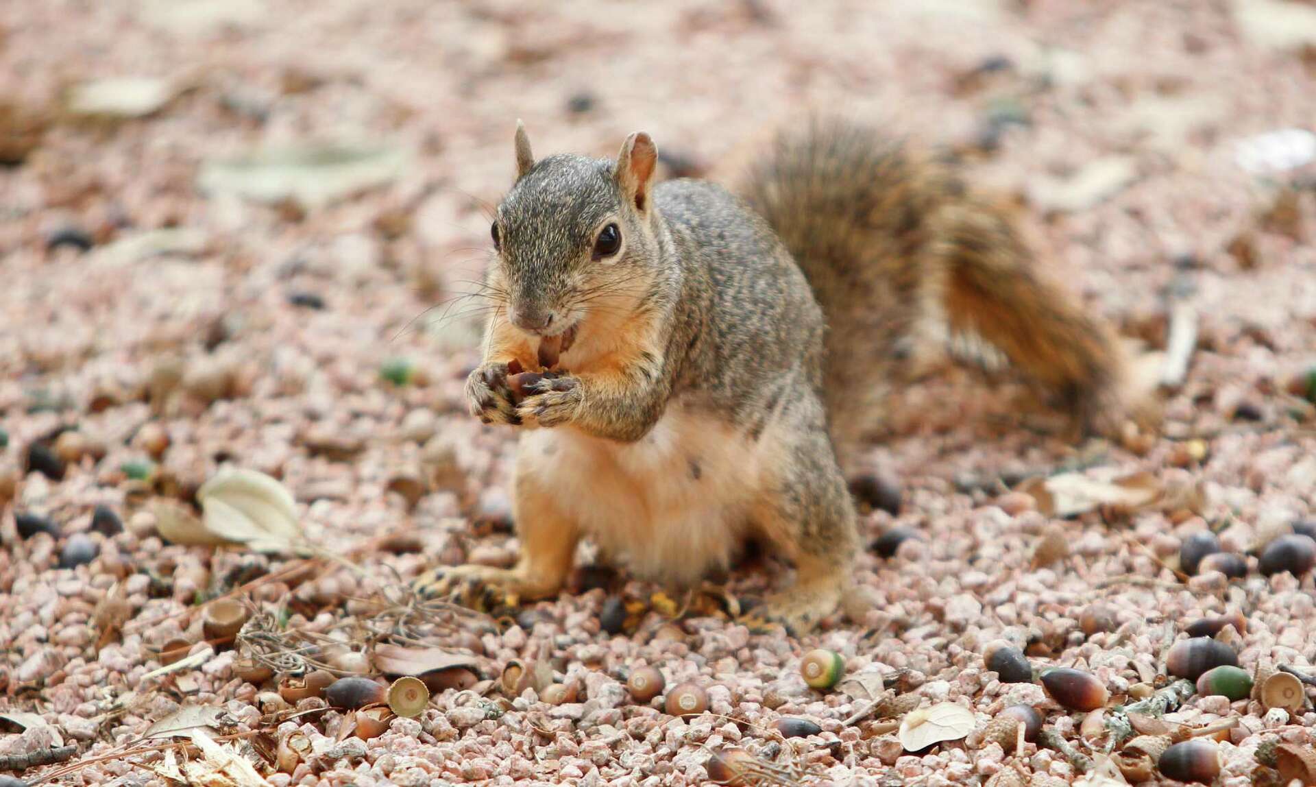 Drought may have spurred a deluge of acorns in Southeast Texas