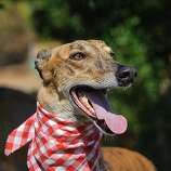 New greyhound can help heal a sad heart - SFGate