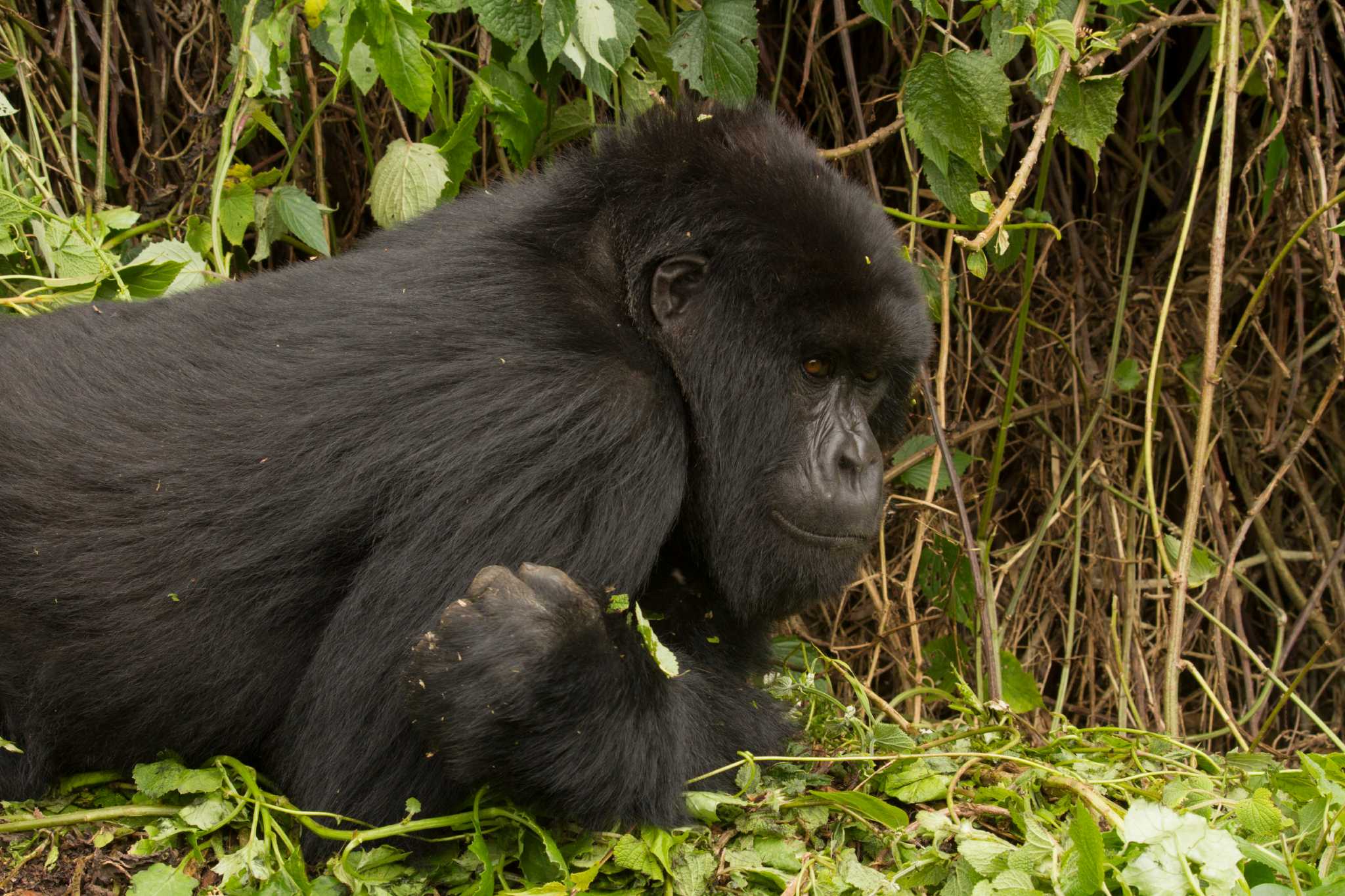 Tourists can see gorillas in their native habitat