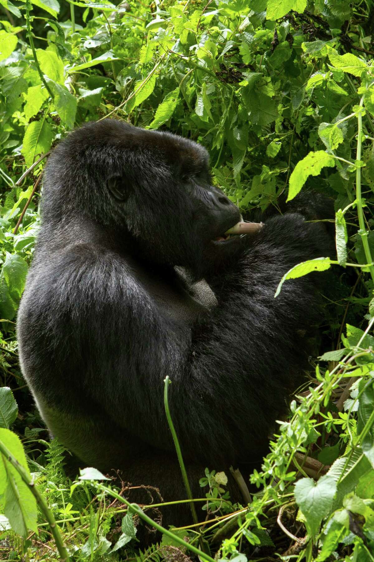 Tourists can see gorillas in their native habitat