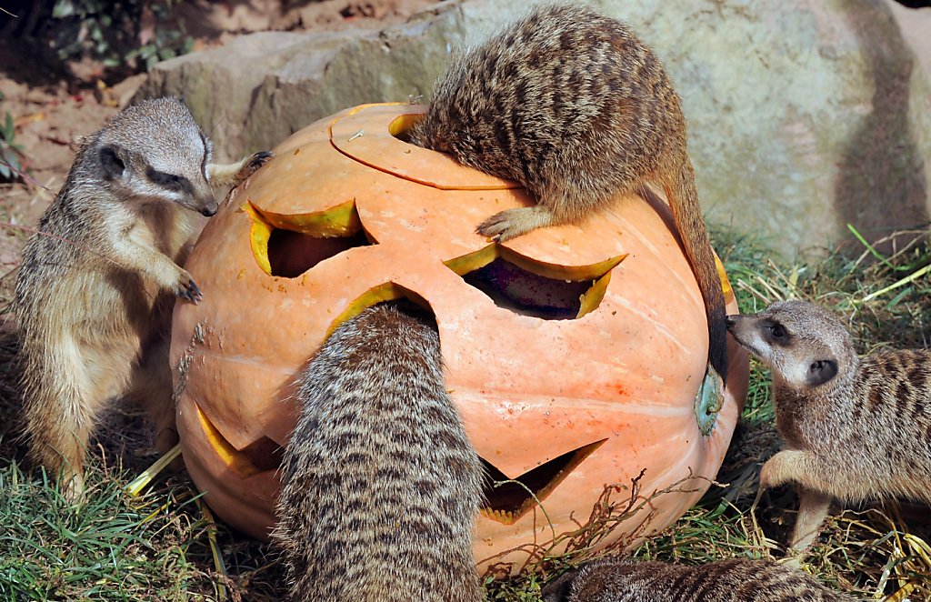 Day in Pictures, Oct. 18, 2012