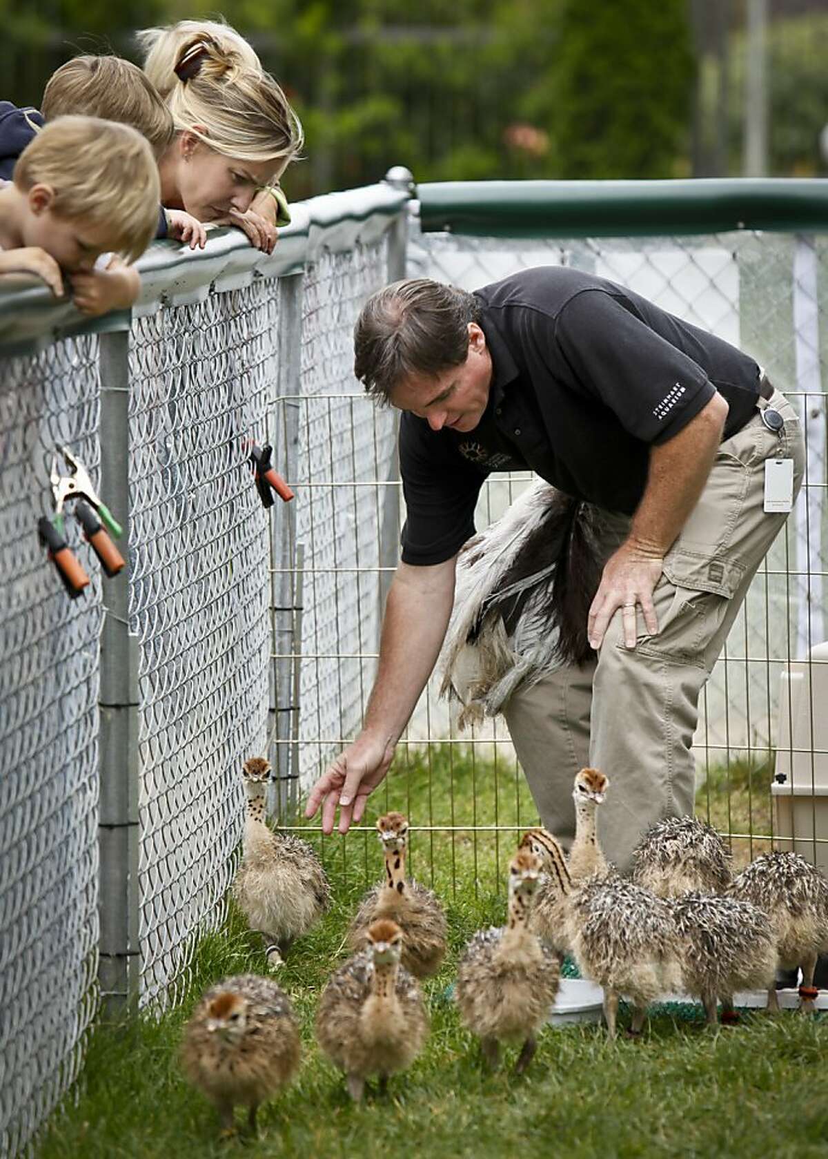 Ostrich handler helps newborns develop