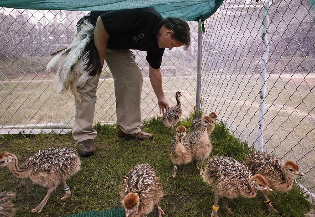 Ostrich handler helps newborns develop