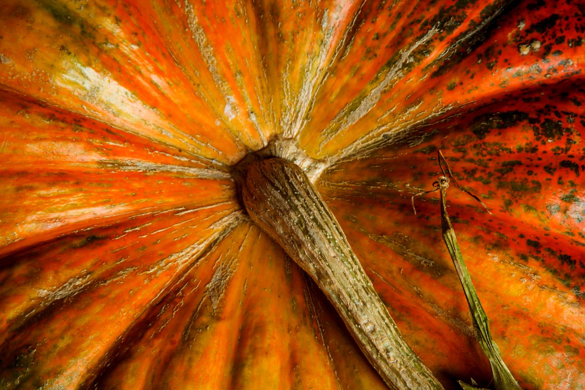 Squash, pumpkins and gourds decorate the harvest season