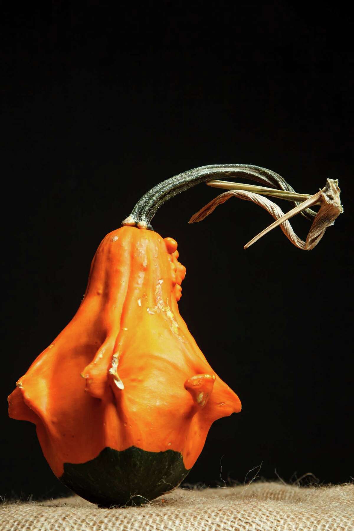 Squash, pumpkins and gourds decorate the harvest season