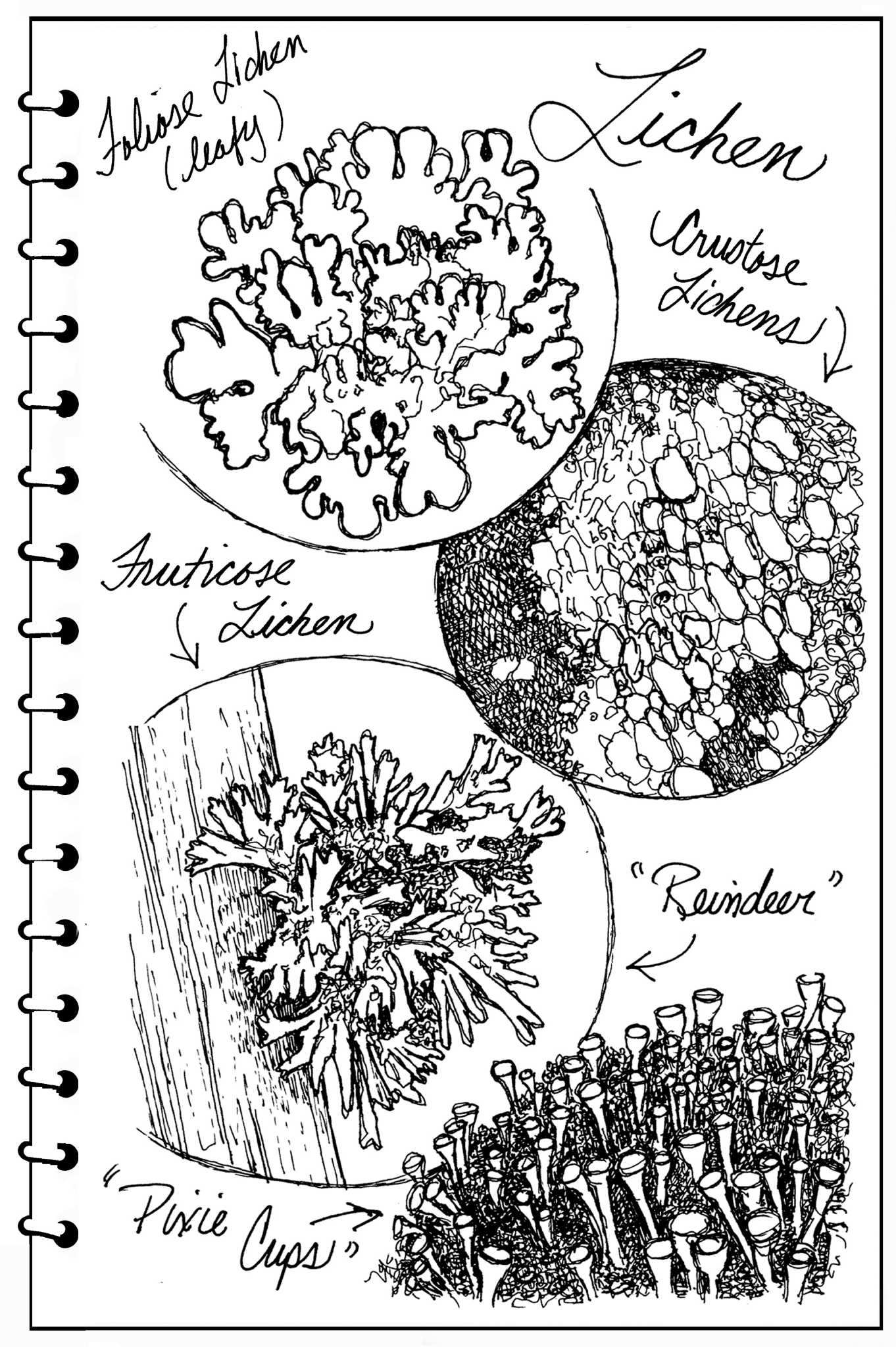 So many varieties of lichen to love