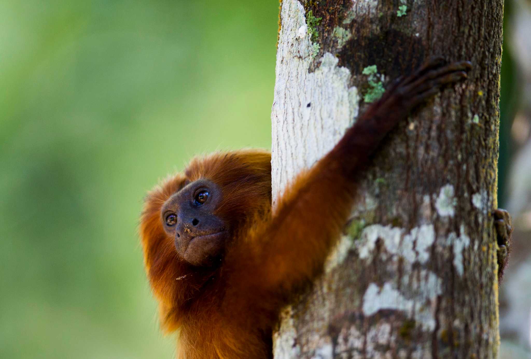 Brazil: Saving endangered monkey helps forest