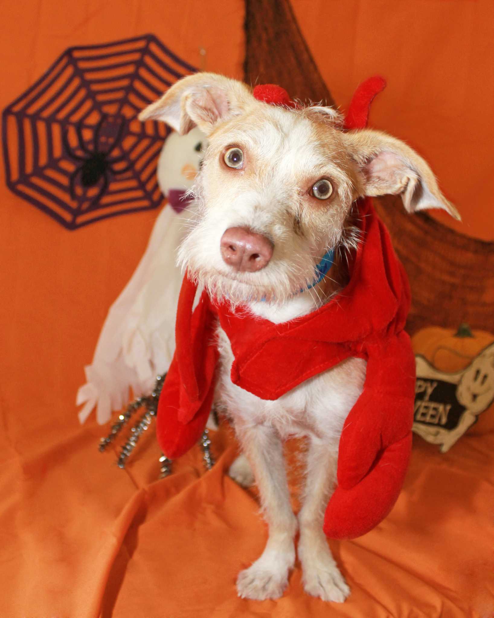 Pet Project Will You Spy Your Future Pet Pal In Costume Pet Project Will You Spy Your Future Pet Pal In Costume