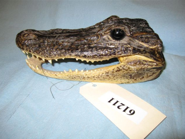 SAPD auction boasts one-of-a-kinds