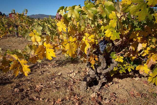 Saving California's heritage, one vine at a time