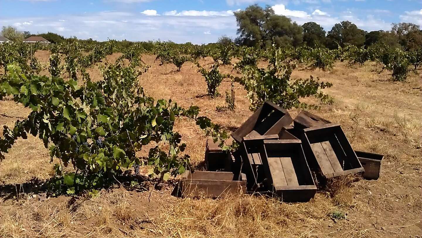 Saving California's heritage, one vine at a time